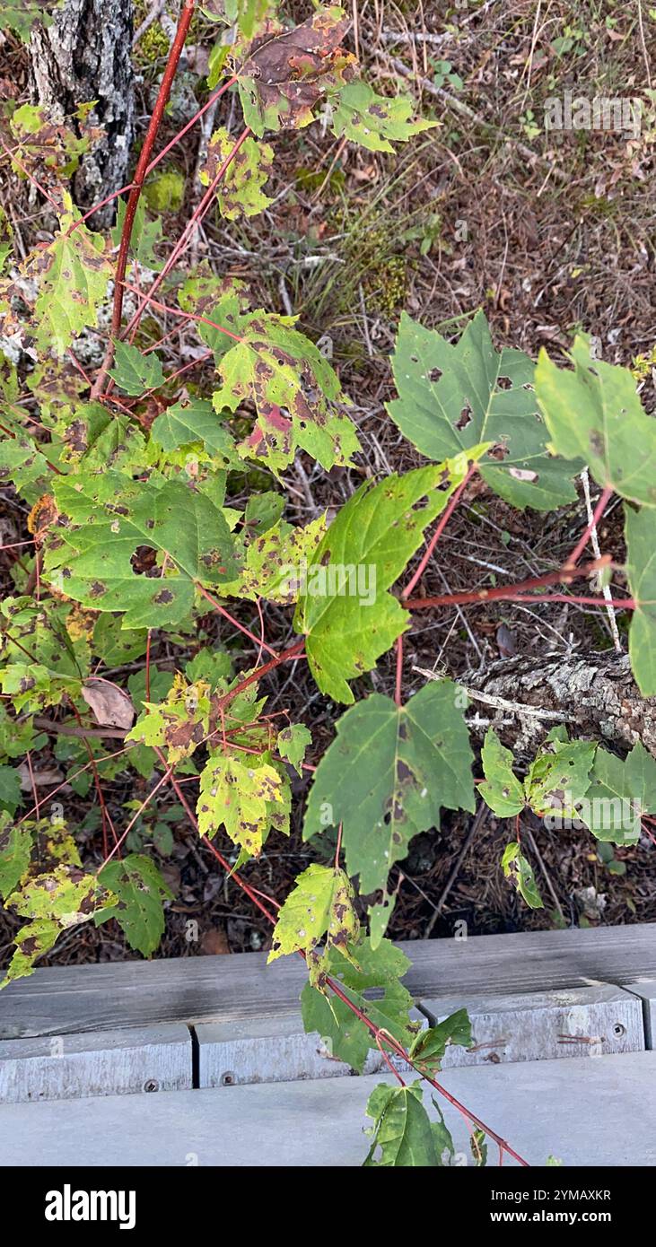red maple (Acer rubrum Stock Photo - Alamy