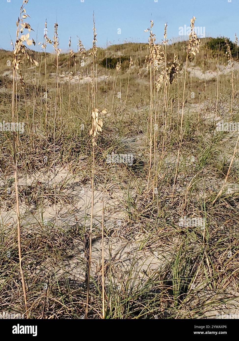 sea oats (Uniola paniculata Stock Photo - Alamy