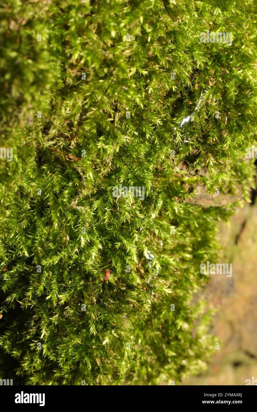 Clustered Feather-moss (Rhynchostegium confertum Stock Photo - Alamy