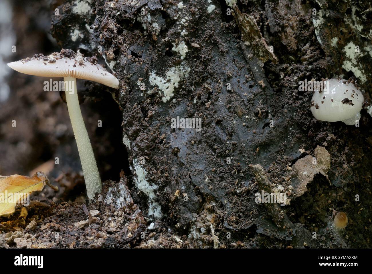 Bolbitius reticulatus hi-res stock photography and images - Alamy