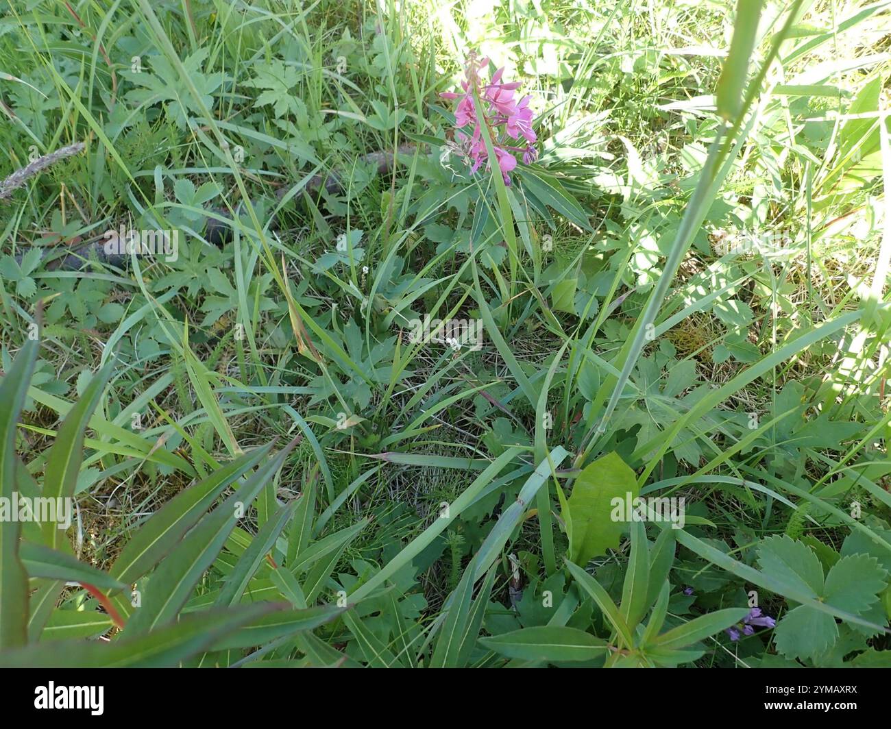 alpine bistort (Bistorta vivipara Stock Photo - Alamy