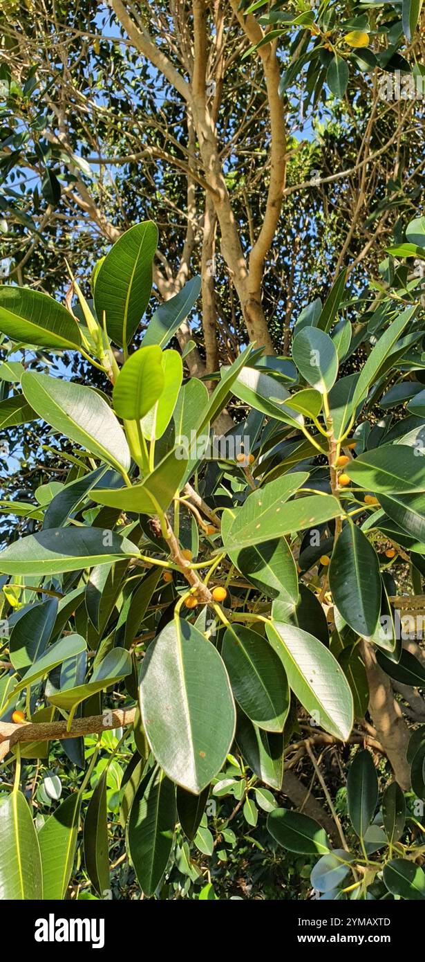 Port Jackson fig (Ficus rubiginosa Stock Photo - Alamy