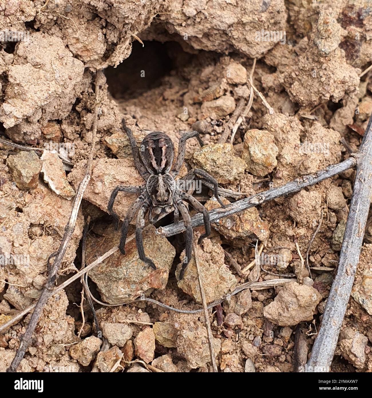 Union-Jack Wolf Spiders (Tasmanicosa Stock Photo - Alamy