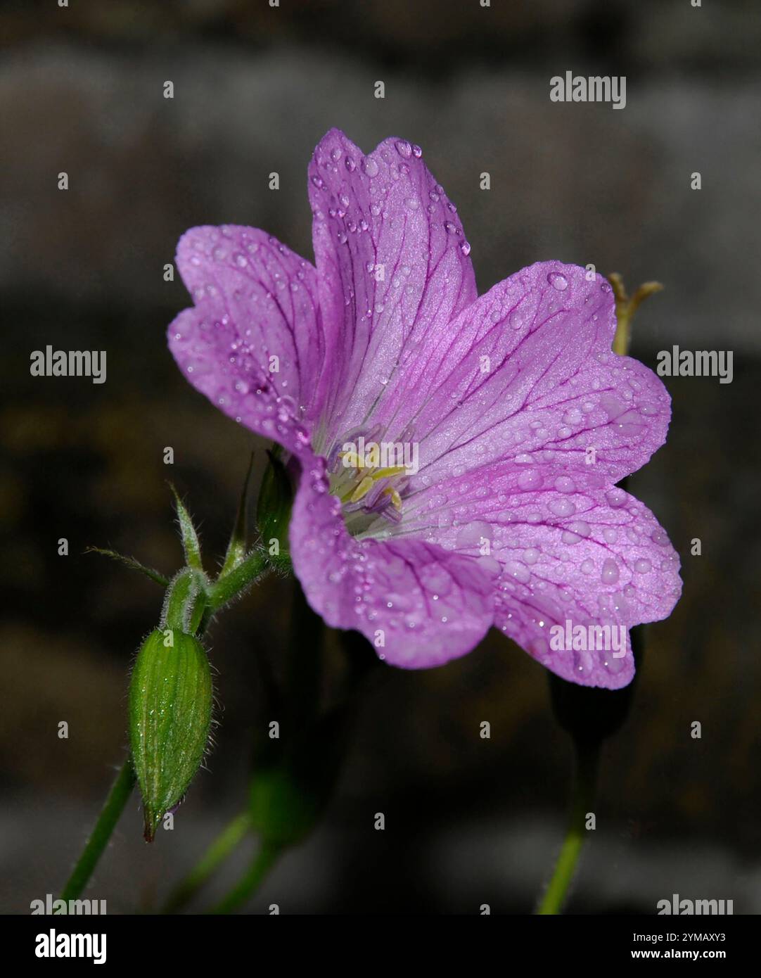 Alternate names in french hi-res stock photography and images - Alamy