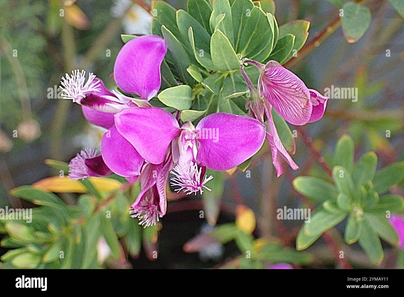 Septemberbush (Polygala myrtifolia myrtifolia Stock Photo - Alamy