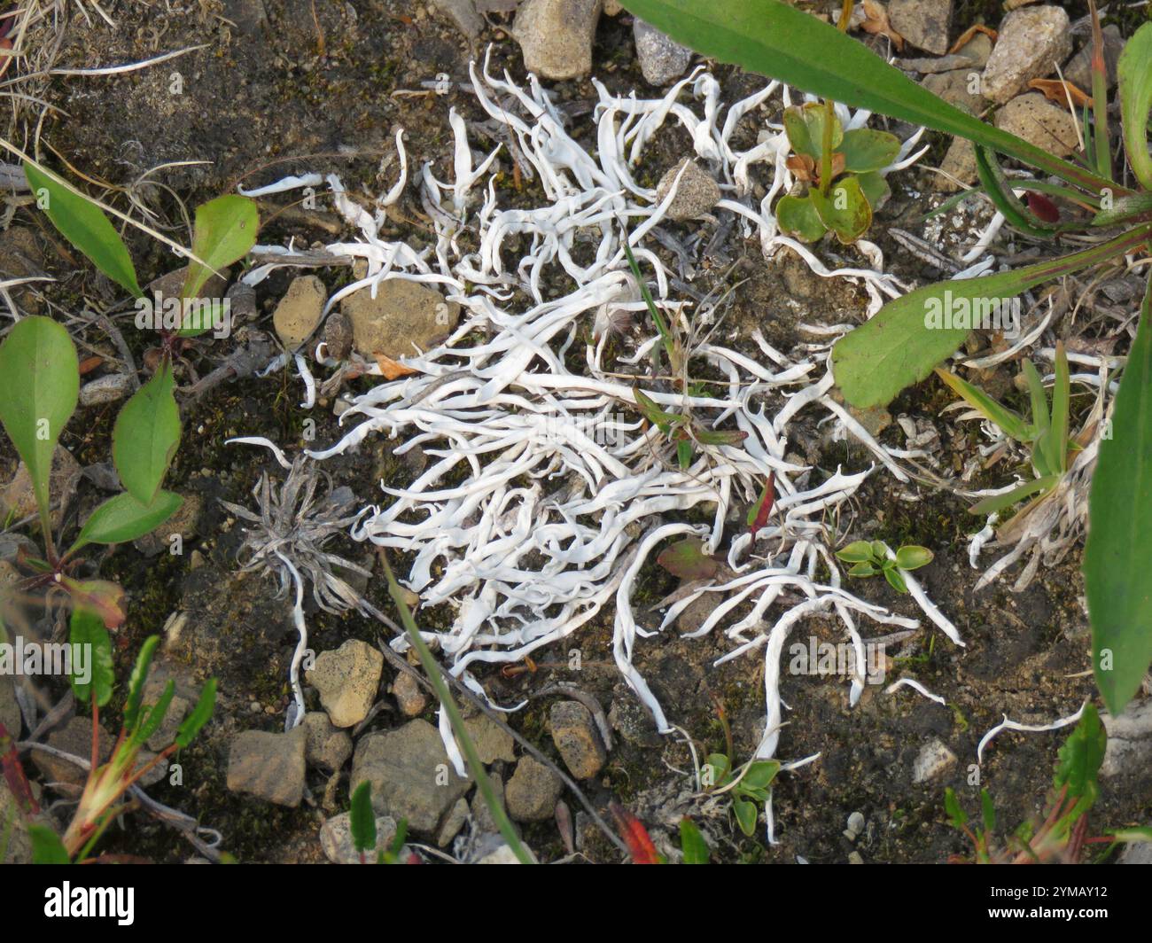 Whiteworm Lichen (Thamnolia vermicularis Stock Photo - Alamy