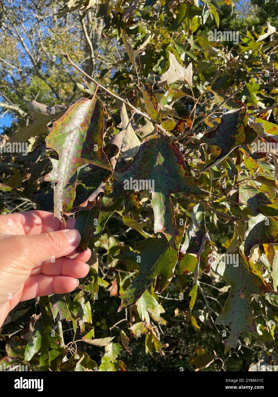 southern red oak (Quercus falcata Stock Photo - Alamy
