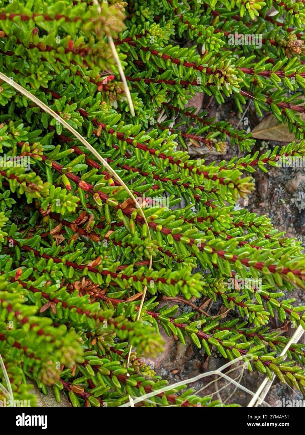 black crowberry (Empetrum nigrum Stock Photo - Alamy