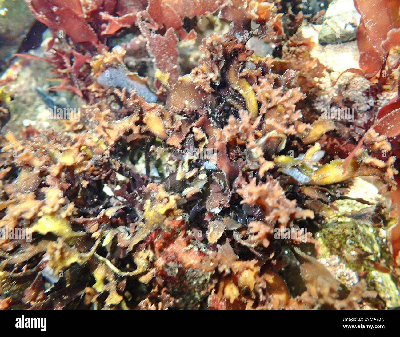 red algae (Rhodophyta Stock Photo - Alamy