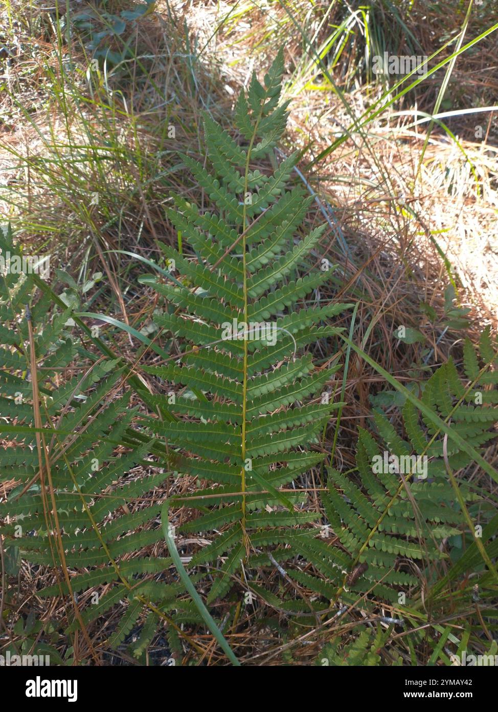 cinnamon fern (Osmundastrum cinnamomeum Stock Photo - Alamy