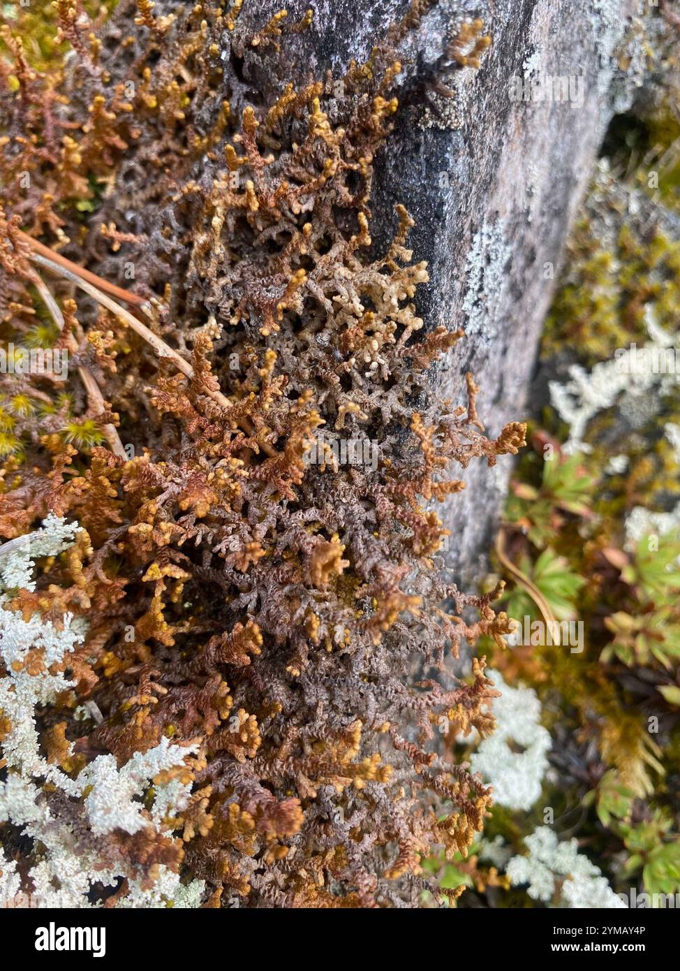 Northern Naugehyde Liverwort (Ptilidium ciliare Stock Photo - Alamy