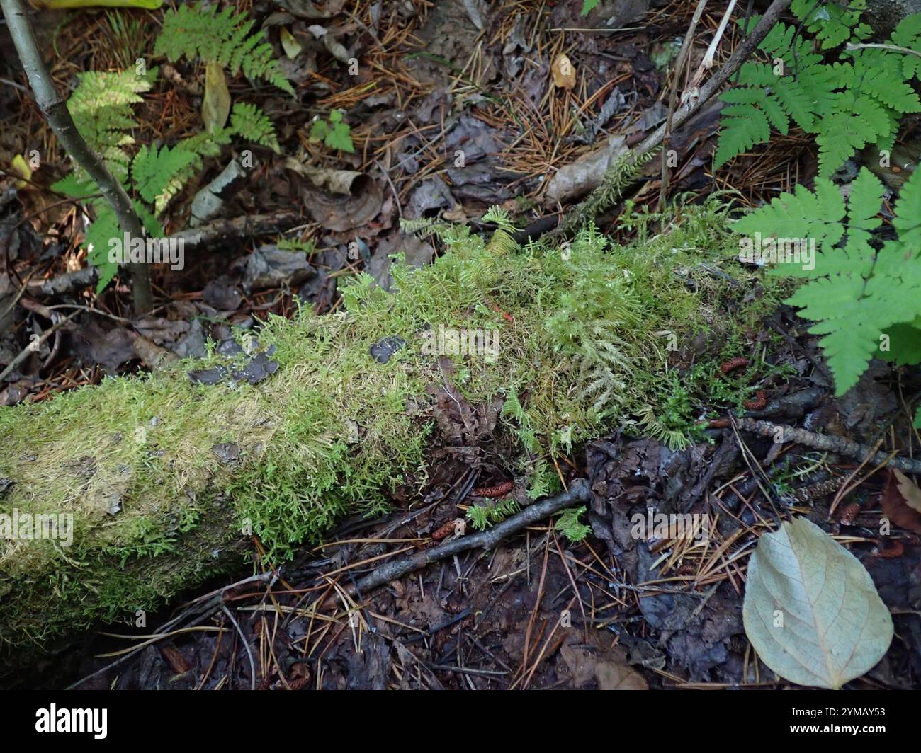 Ostrich-plume Moss (Ptilium crista-castrensis Stock Photo - Alamy