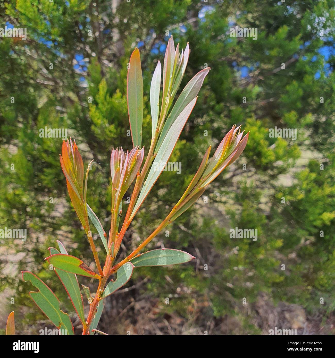 Red Stem Wattle (Acacia rubida Stock Photo - Alamy