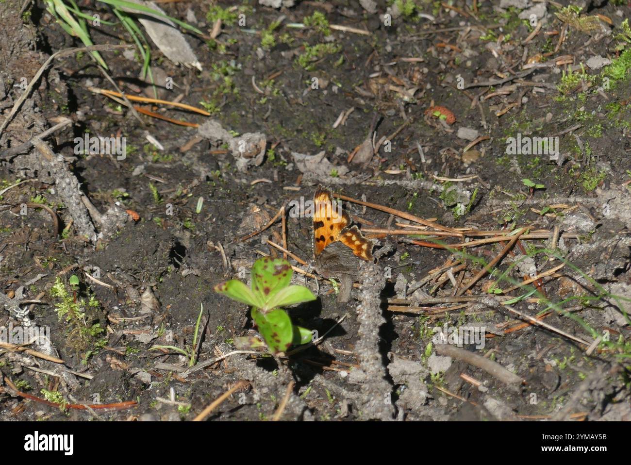 Green Comma (Polygonia faunus Stock Photo - Alamy
