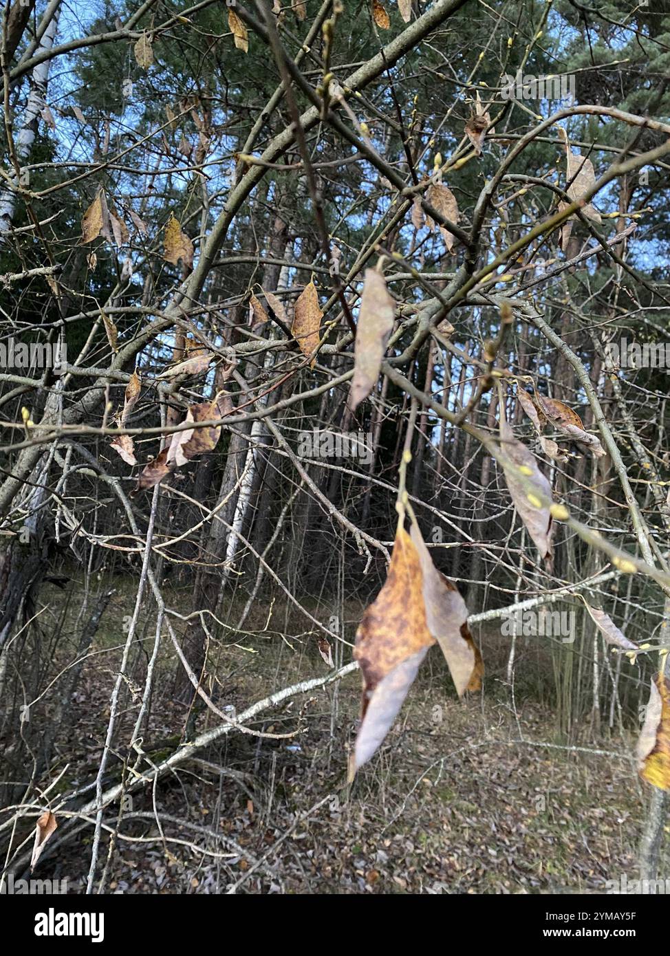 goat willow (Salix caprea Stock Photo - Alamy