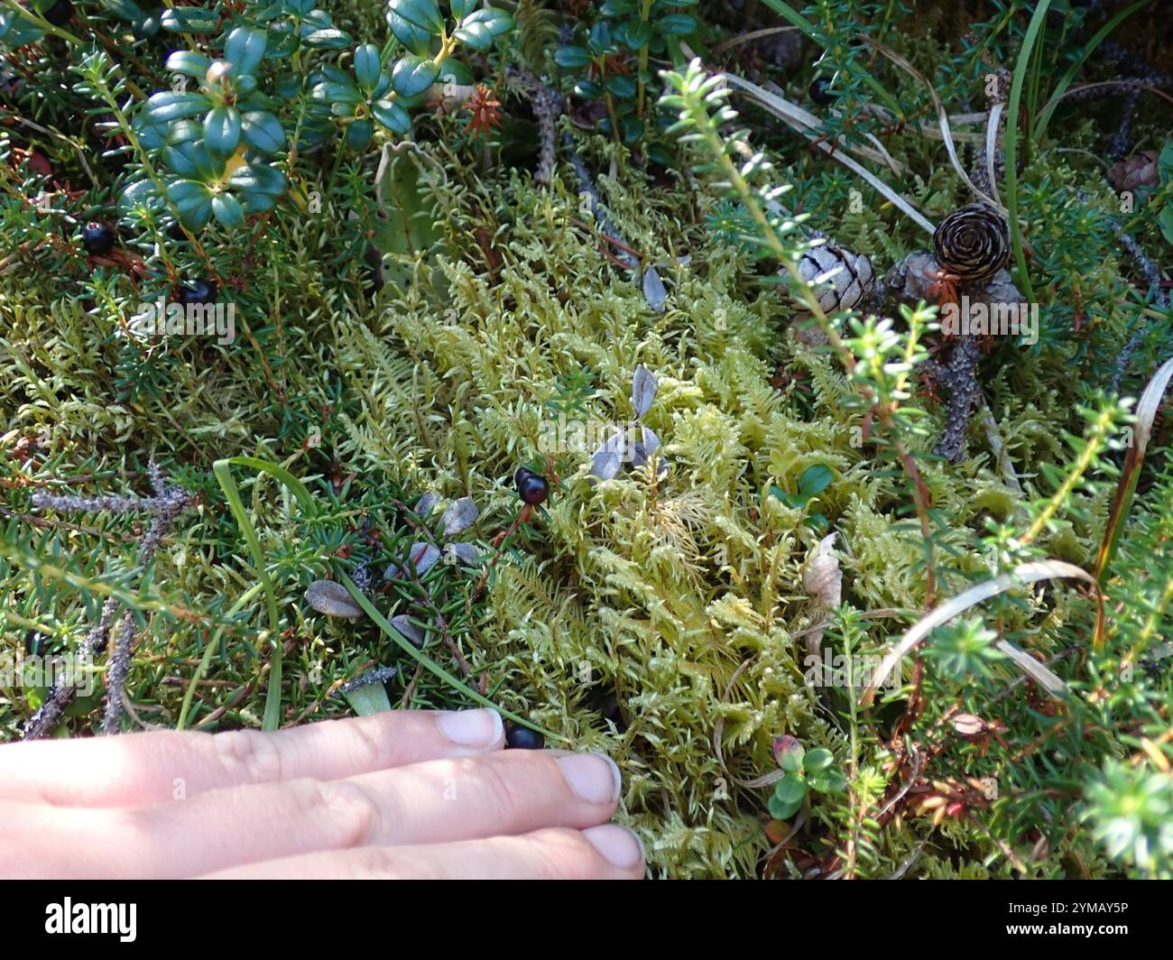 Ostrich-plume Moss (Ptilium crista-castrensis Stock Photo - Alamy
