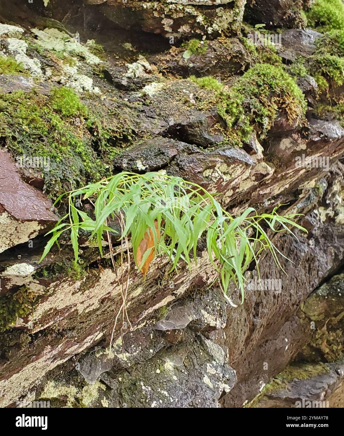 vascular plants (Tracheophyta Stock Photo - Alamy