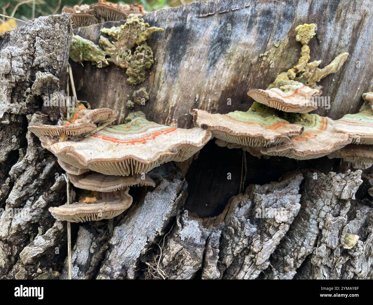 Gilled Polypore (Trametes betulina Stock Photo - Alamy