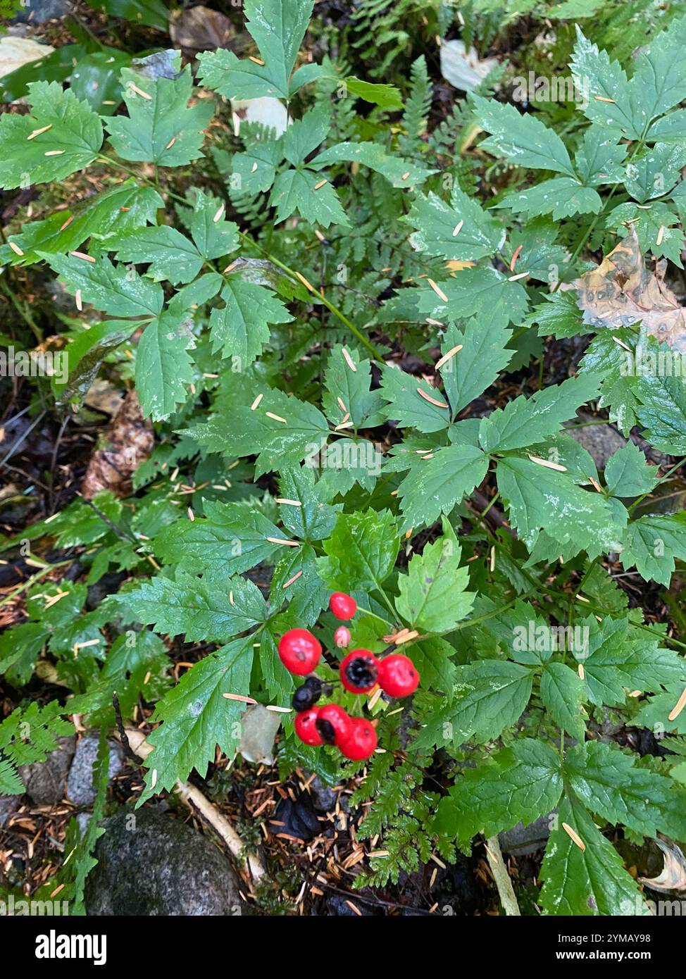 red baneberry (Actaea rubra Stock Photo - Alamy