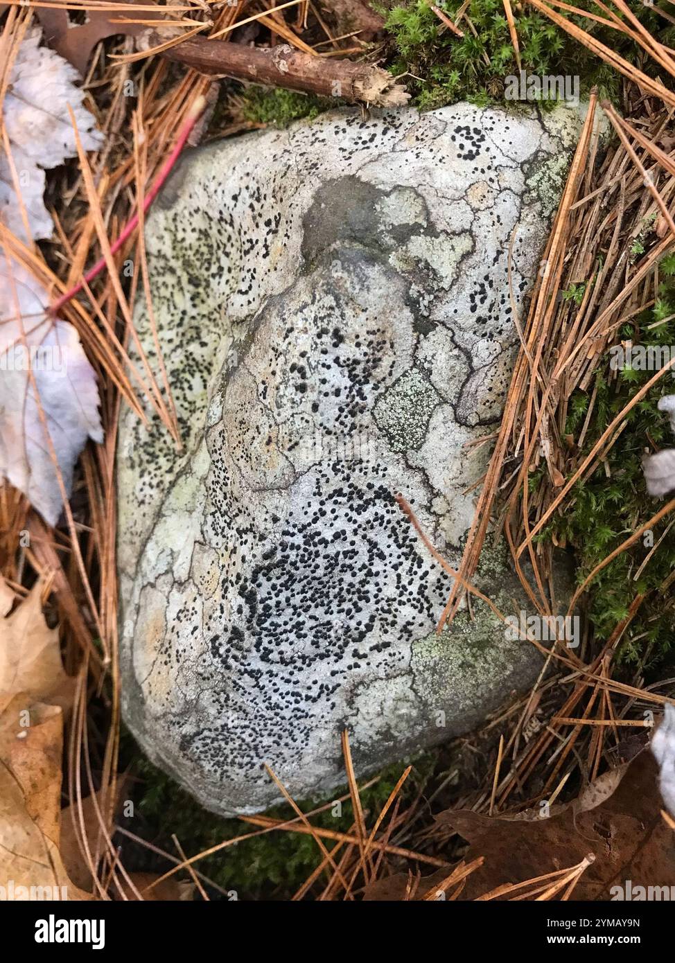 concentric boulder lichen (Porpidia crustulata Stock Photo - Alamy