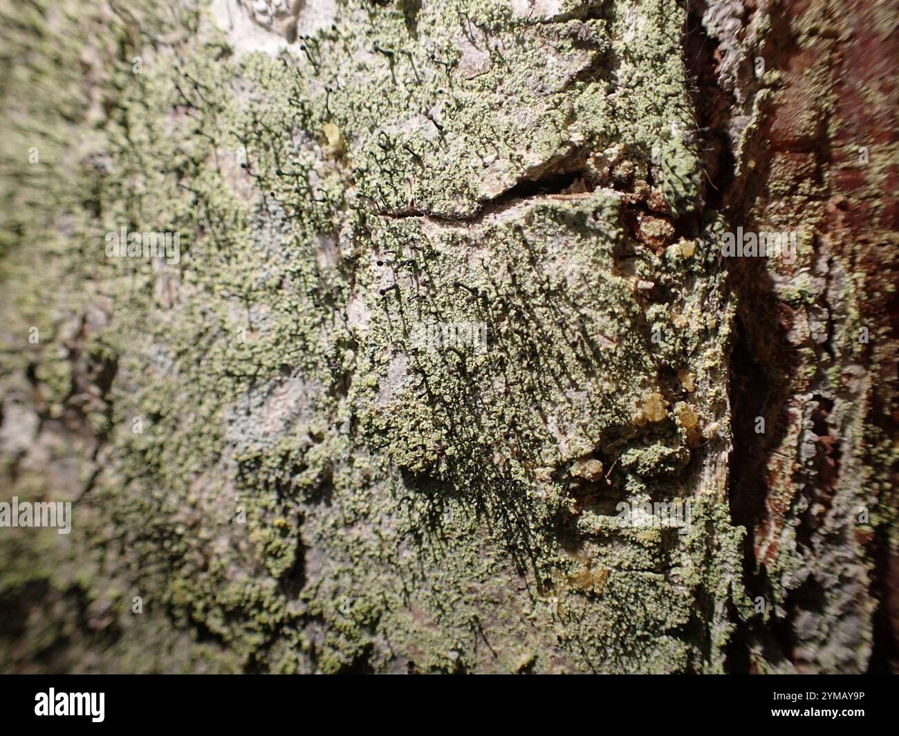 common lichens (Lecanoromycetes Stock Photo - Alamy