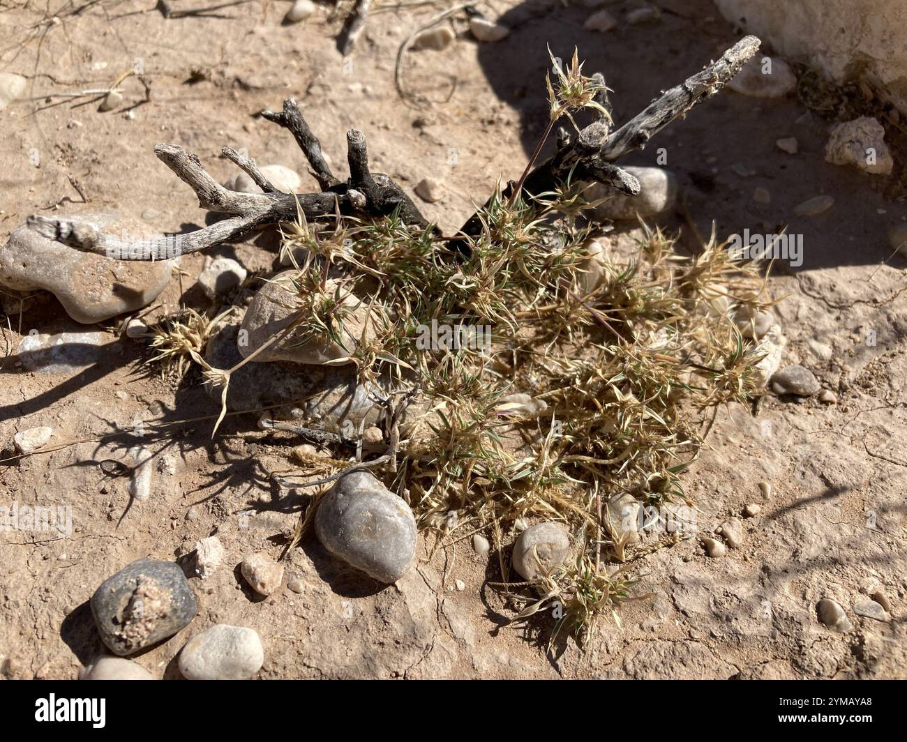False Buffalograss (Munroa squarrosa Stock Photo - Alamy