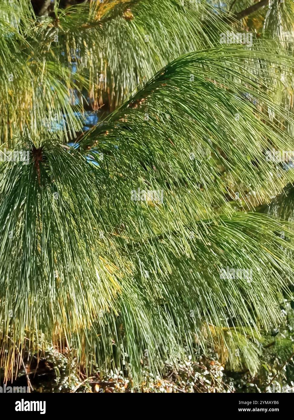 blue pine (Pinus wallichiana Stock Photo - Alamy