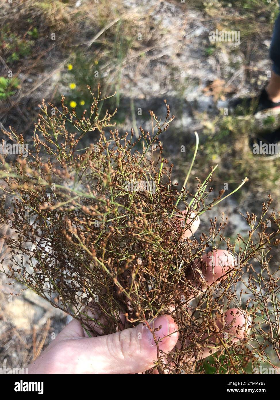 (Lechea pulchella ramosissima Stock Photo - Alamy
