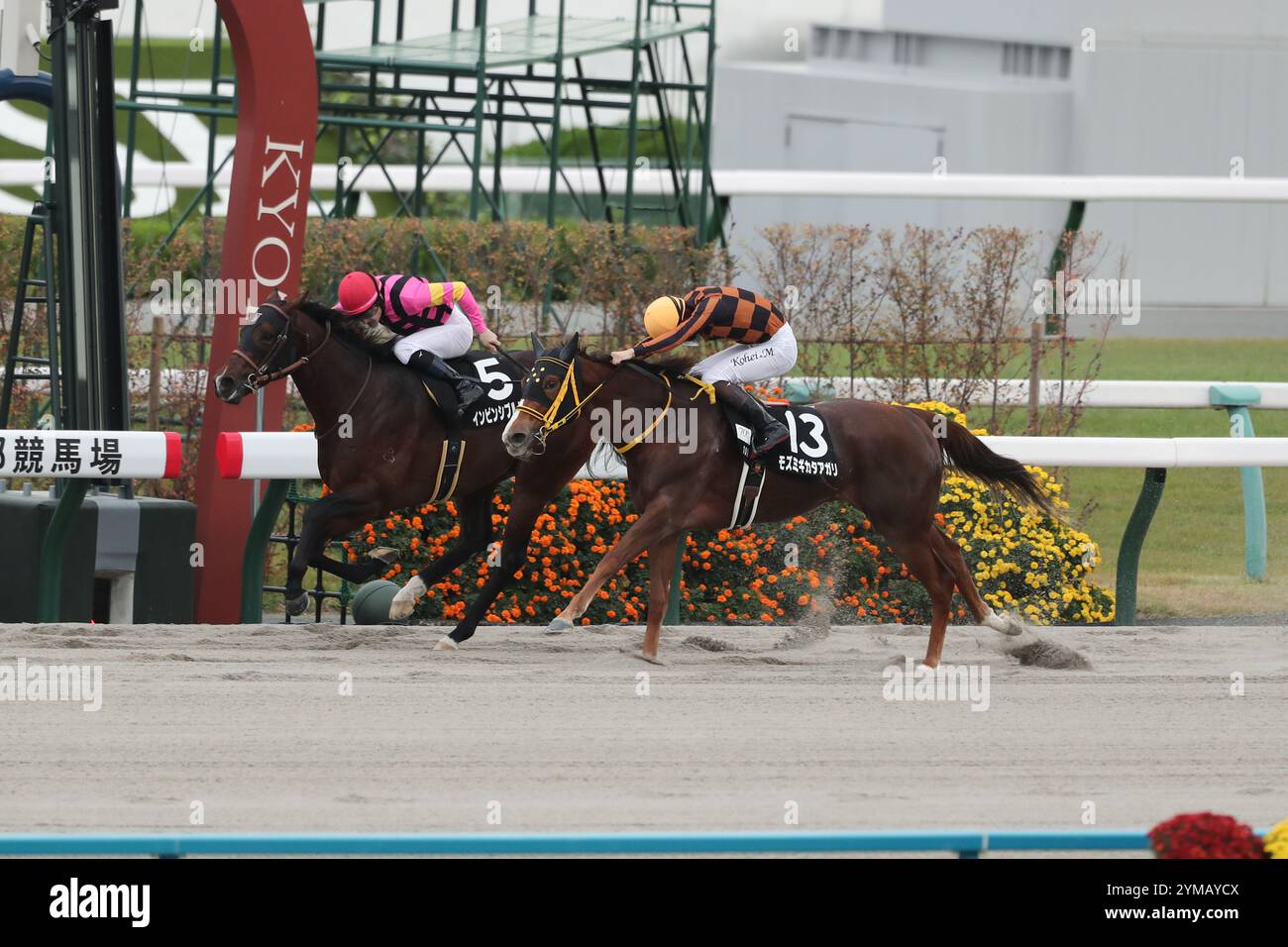 2024/11/17 KYOTO 10R JRA ULTRA PREMIUM GRAN ALEGRIA CUP Invincible Papa (AUS)/Christophe Lemaire ...