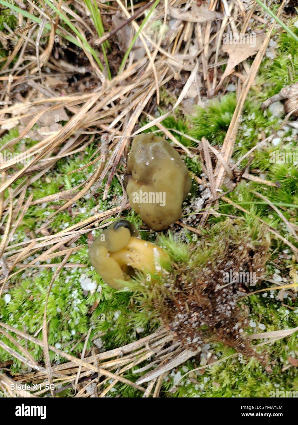 Chicken lips hi-res stock photography and images - Alamy