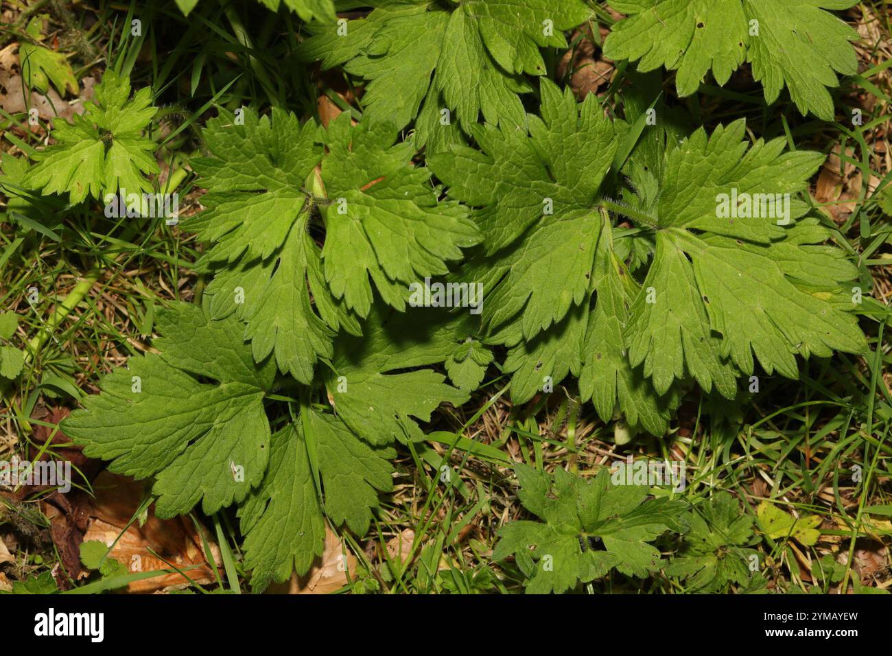 Creeping buttercup (Ranunculus repens Stock Photo - Alamy