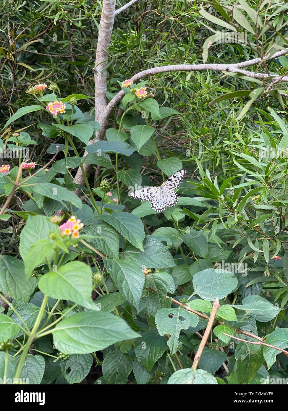 Rice Paper Butterfly (Idea leuconoe Stock Photo - Alamy