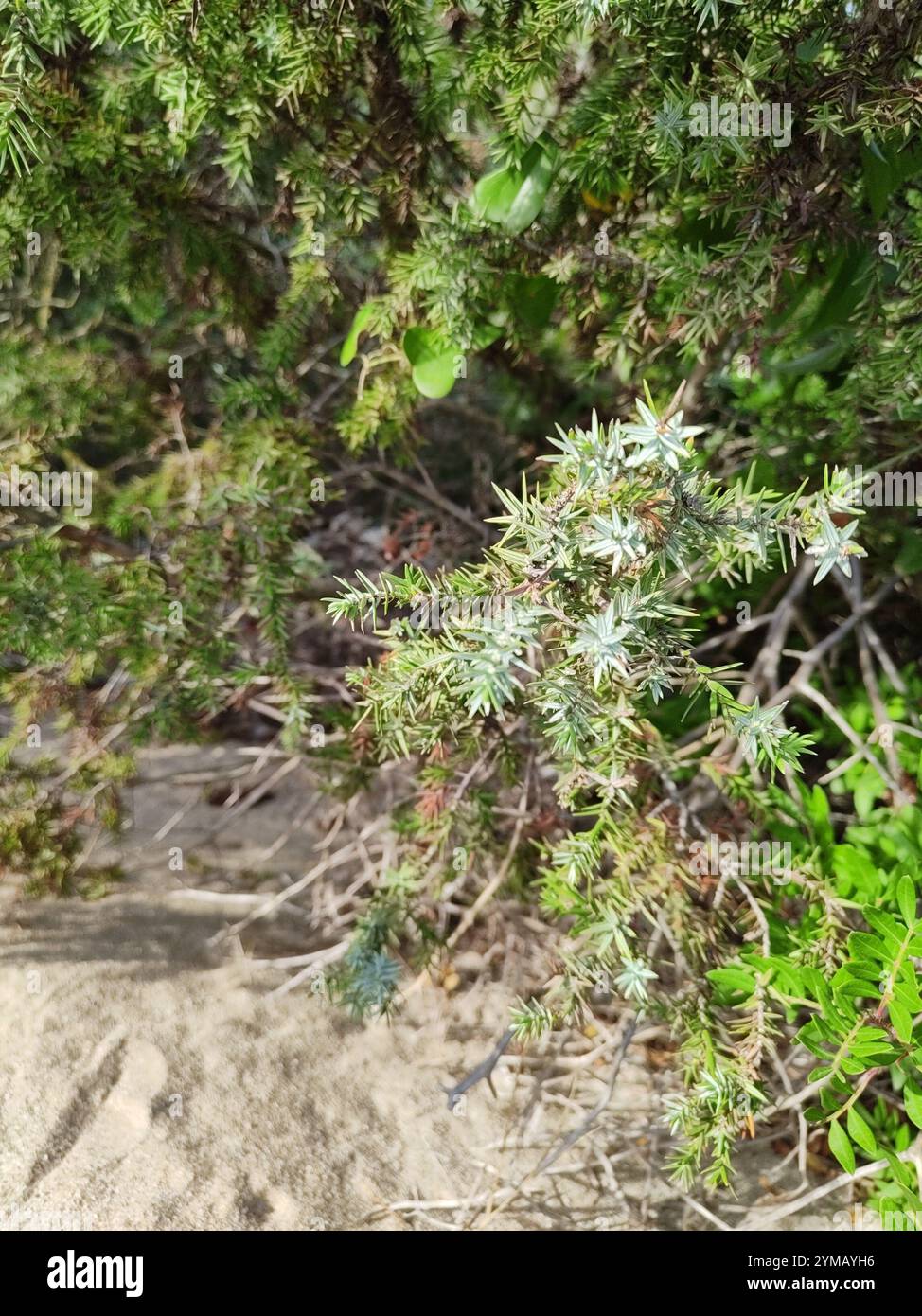 large-fruited juniper (Juniperus macrocarpa Stock Photo - Alamy