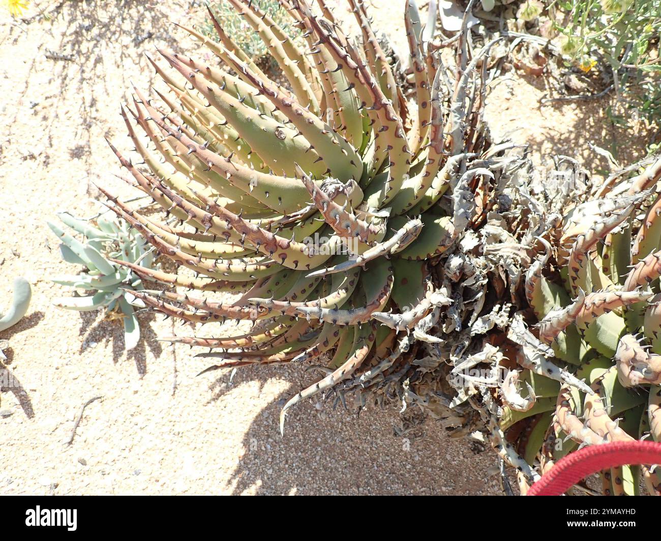 black-thorn aloe (Aloe melanacantha Stock Photo - Alamy