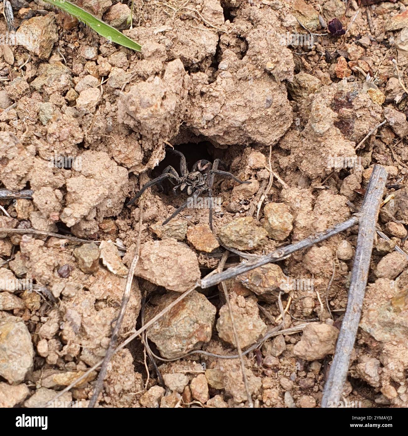 Union-Jack Wolf Spiders (Tasmanicosa Stock Photo - Alamy