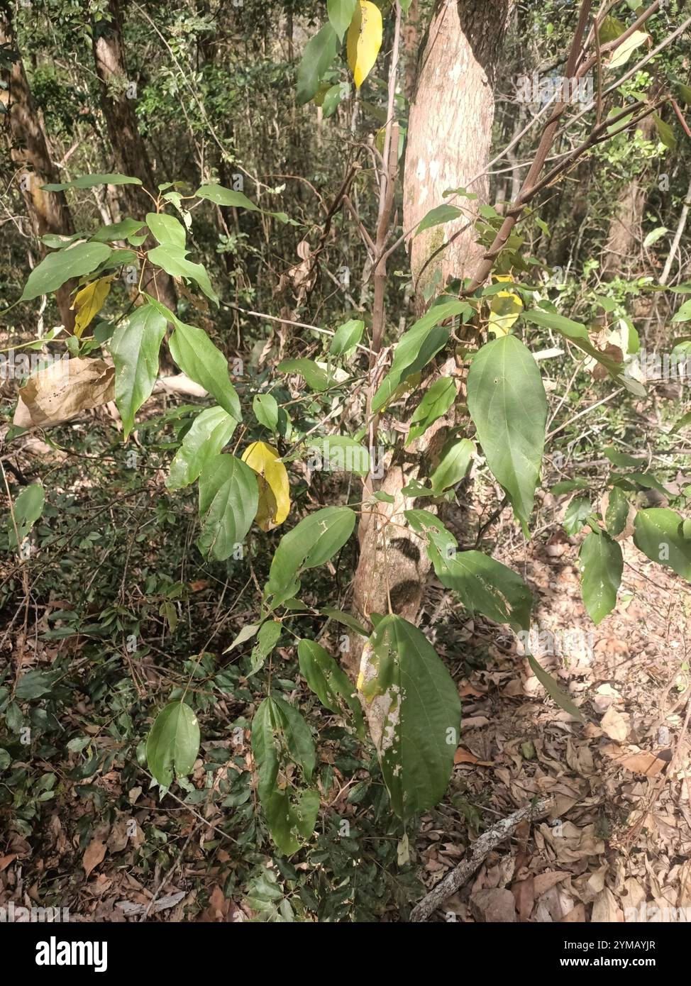 Mallotus philippensis hi-res stock photography and images - Alamy