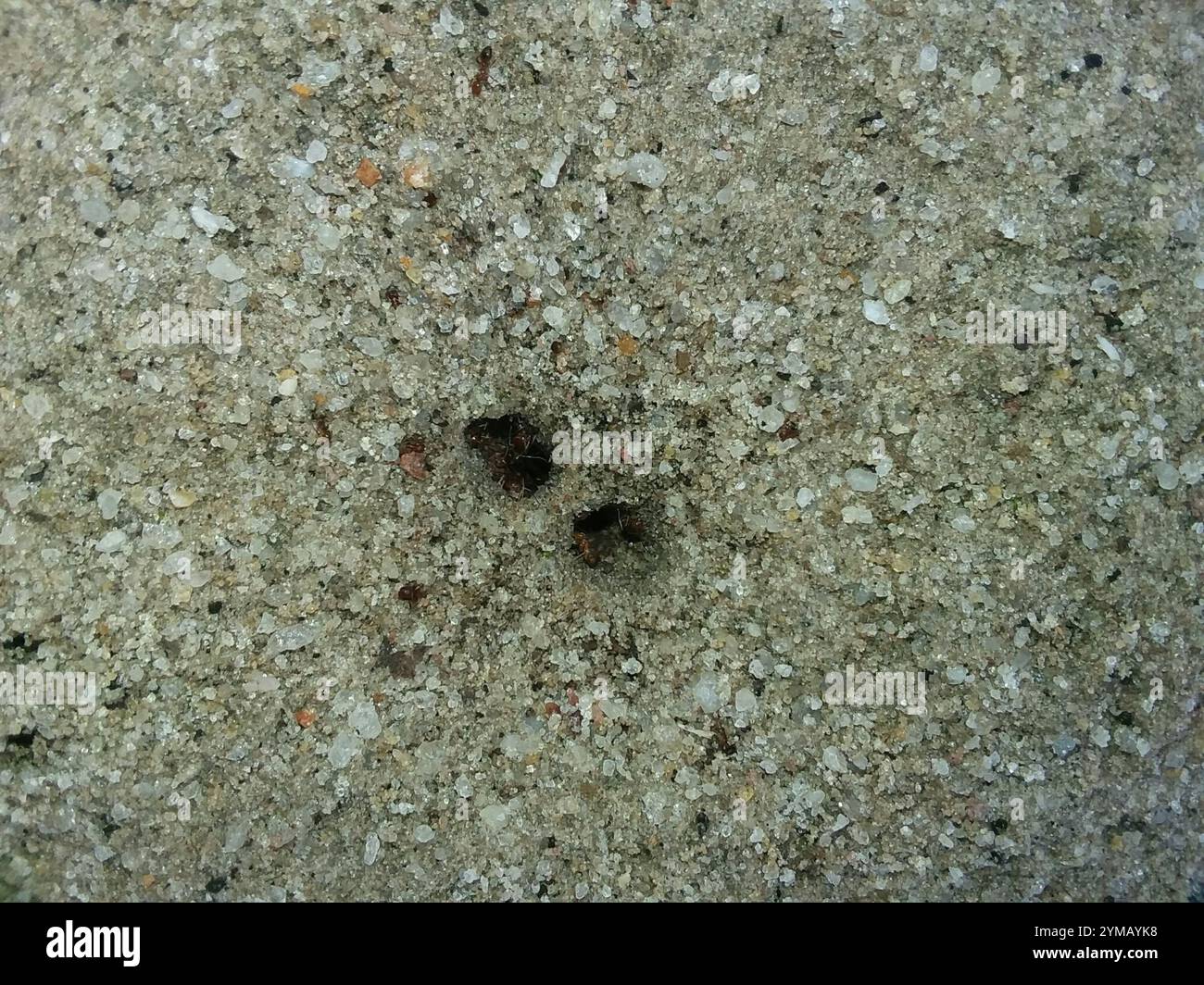 Buren's Pyramid Ant (Dorymyrmex bureni Stock Photo - Alamy