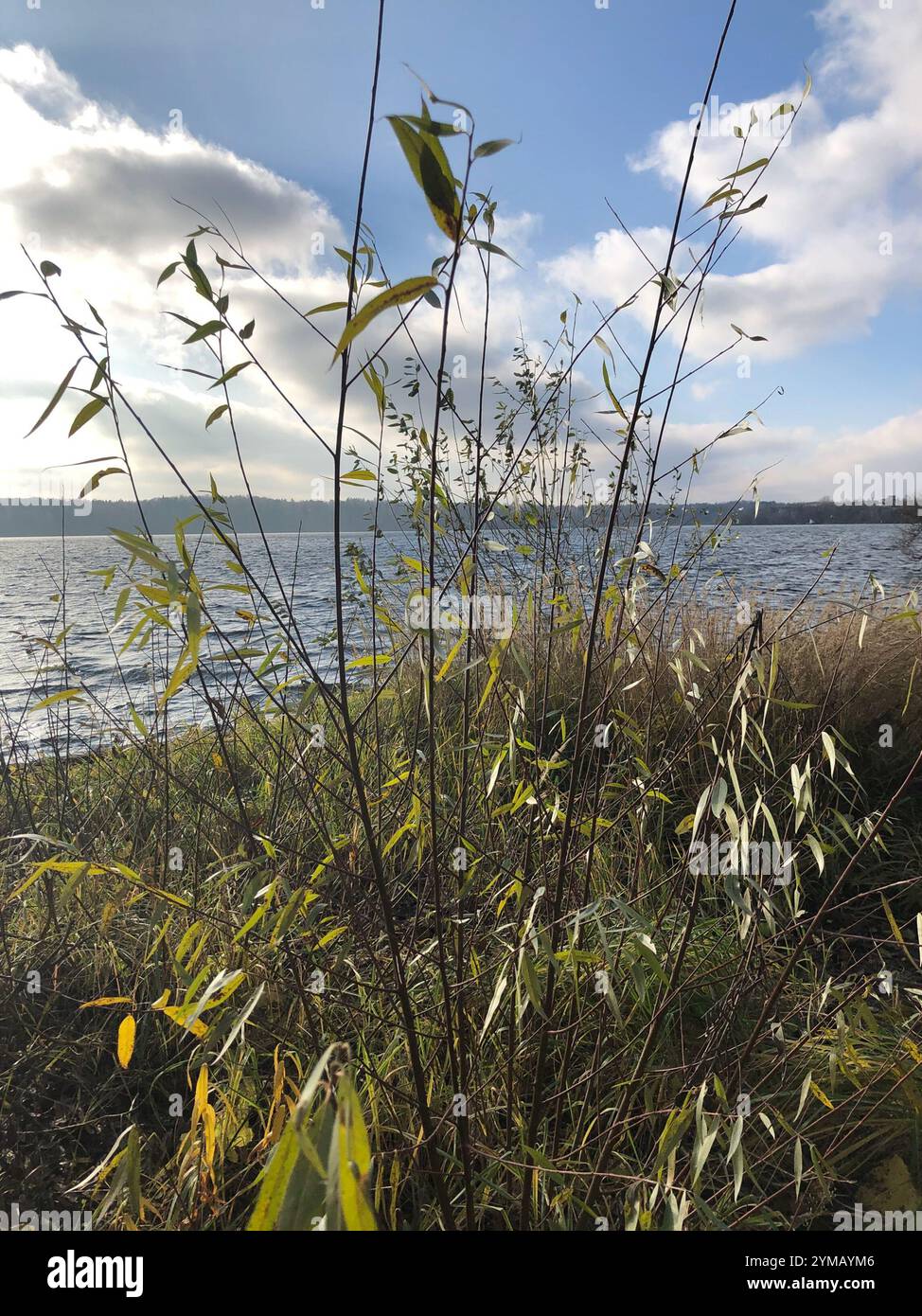 Almond Willow (Salix triandra Stock Photo - Alamy