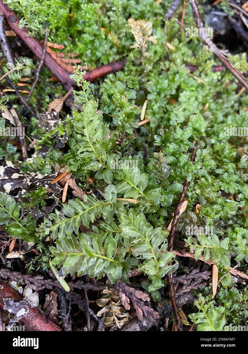 Badge Moss (Plagiomnium insigne Stock Photo - Alamy