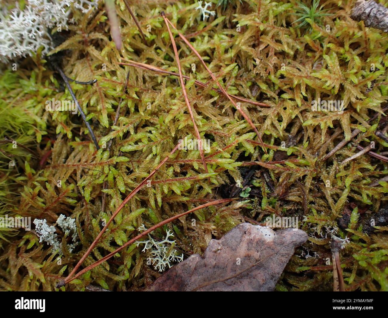 Red-stemmed Feather Moss (Pleurozium schreberi Stock Photo - Alamy