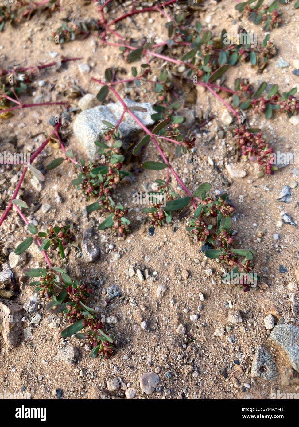 Thymeleaf Sandmat (Euphorbia serpillifolia Stock Photo - Alamy