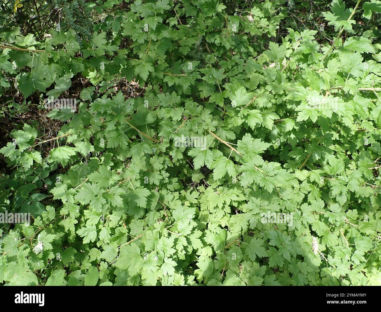 currants and gooseberries (Ribes Stock Photo - Alamy