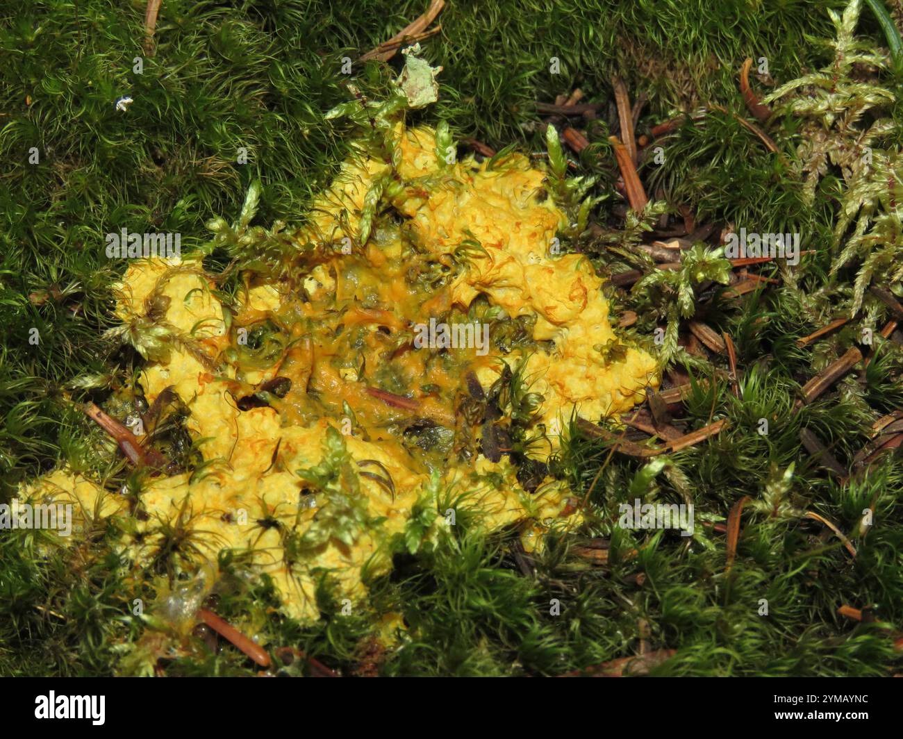 slime molds (Mycetozoa Stock Photo - Alamy