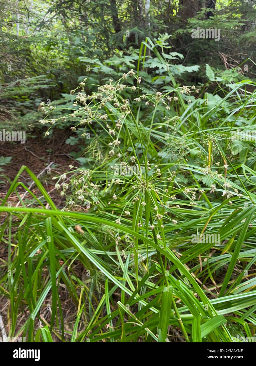 Panicled Bulrush (Scirpus microcarpus Stock Photo - Alamy