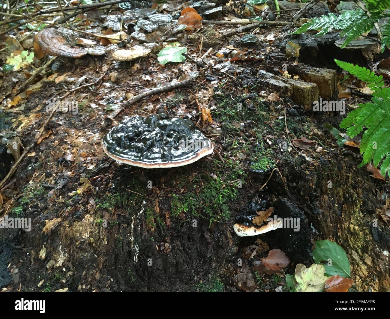 Red-banded Polypore (Fomitopsis pinicola Stock Photo - Alamy