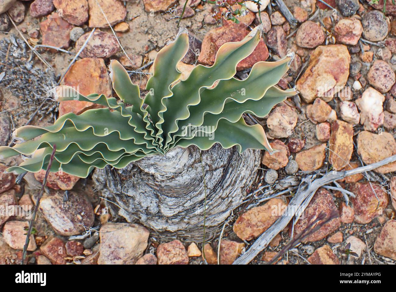 Poison-bulb (Boophone disticha Stock Photo - Alamy
