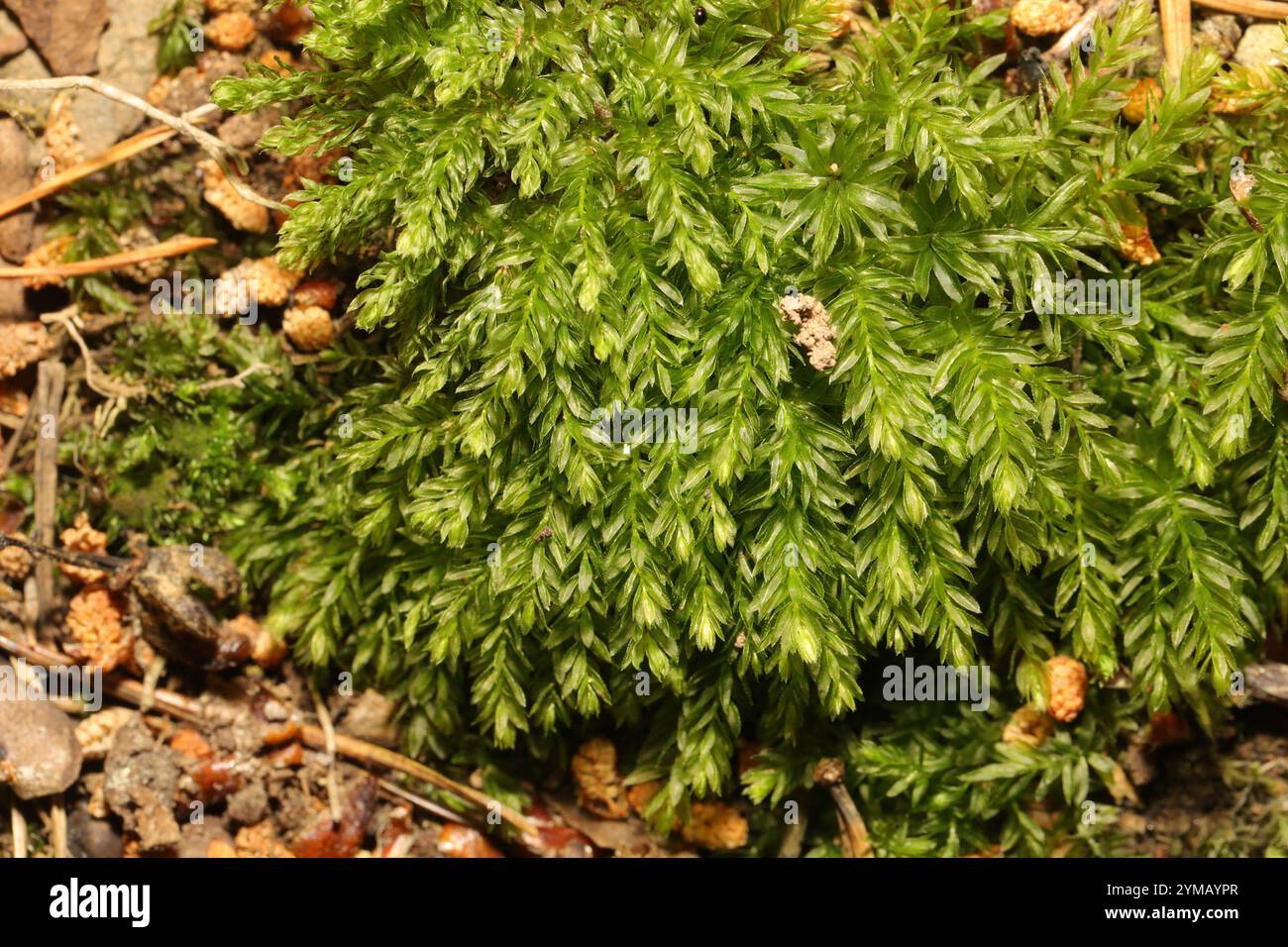 Horn Calcareous Moss (Mnium hornum Stock Photo - Alamy