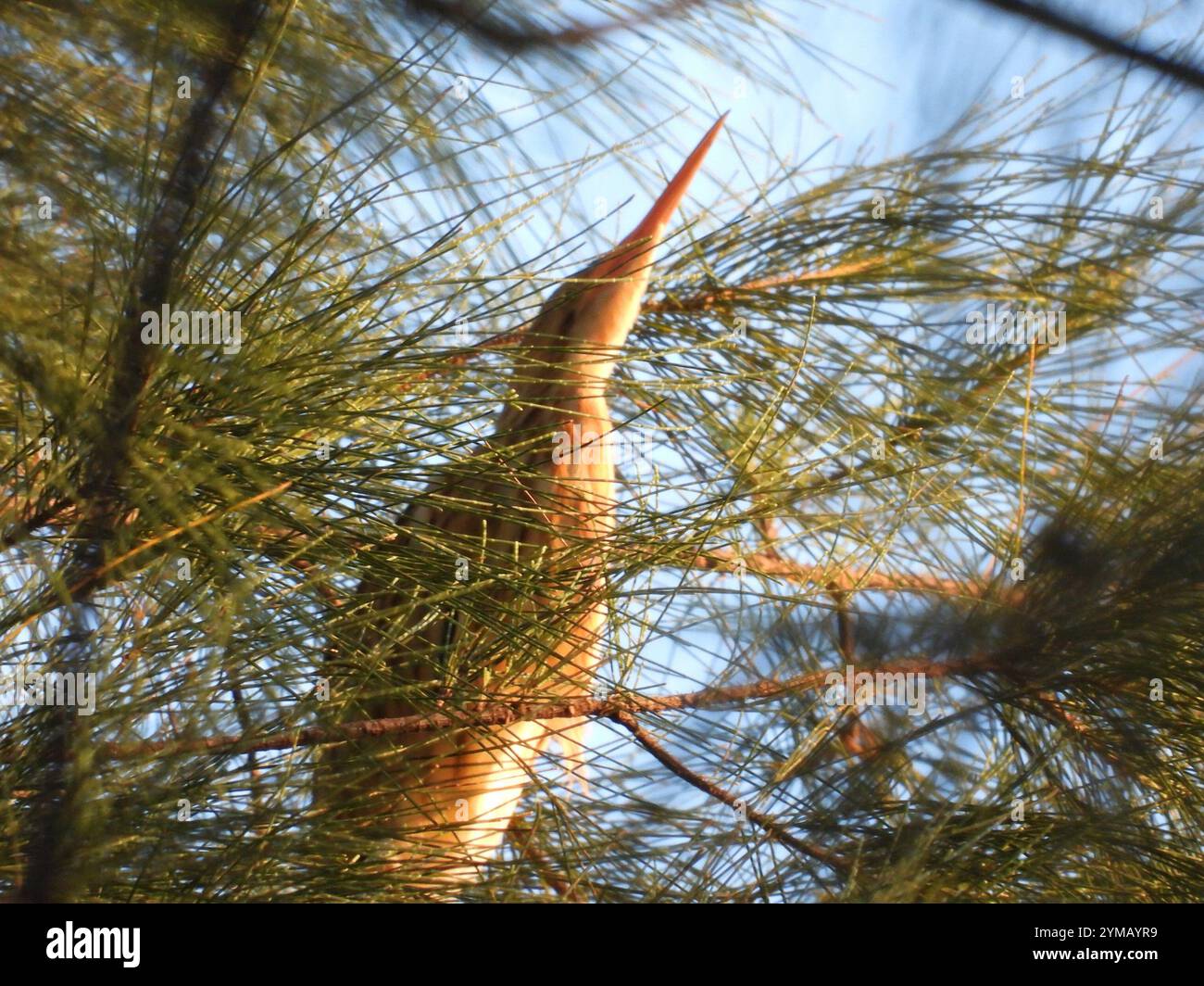 Botaurus sinensis hi-res stock photography and images - Alamy