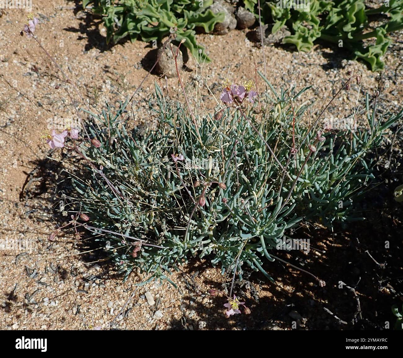 Sour Saltsorrel (Kewa salsoloides Stock Photo - Alamy