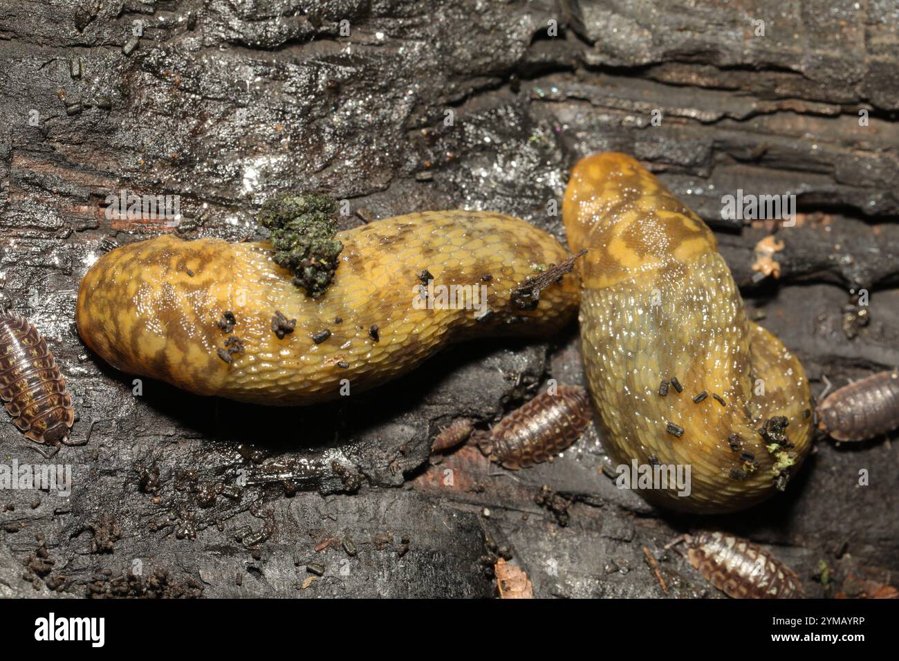 Green Cellar Slug (Limacus maculatus Stock Photo - Alamy